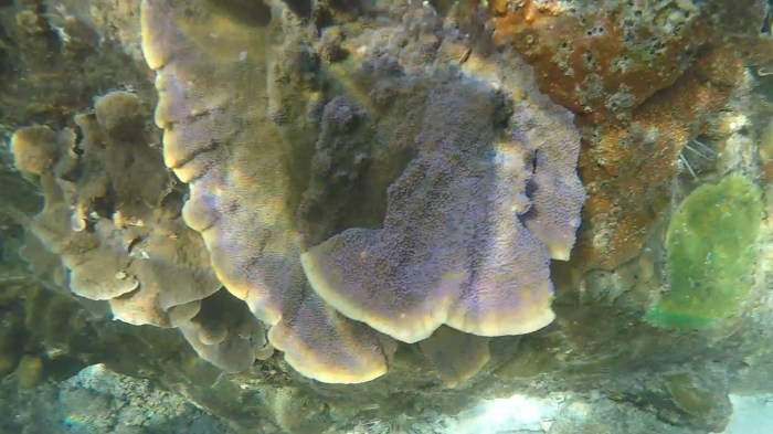 Koh Yang _ Beautiful Hard Corals Reef – World Thru Mask