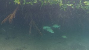 Xel-Há _ Snorkeling the Ecological Water Park – World Thru Mask